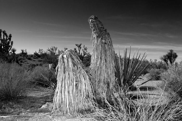 The Legend of the Yucca Man: Southern California's Desert Sasquatch